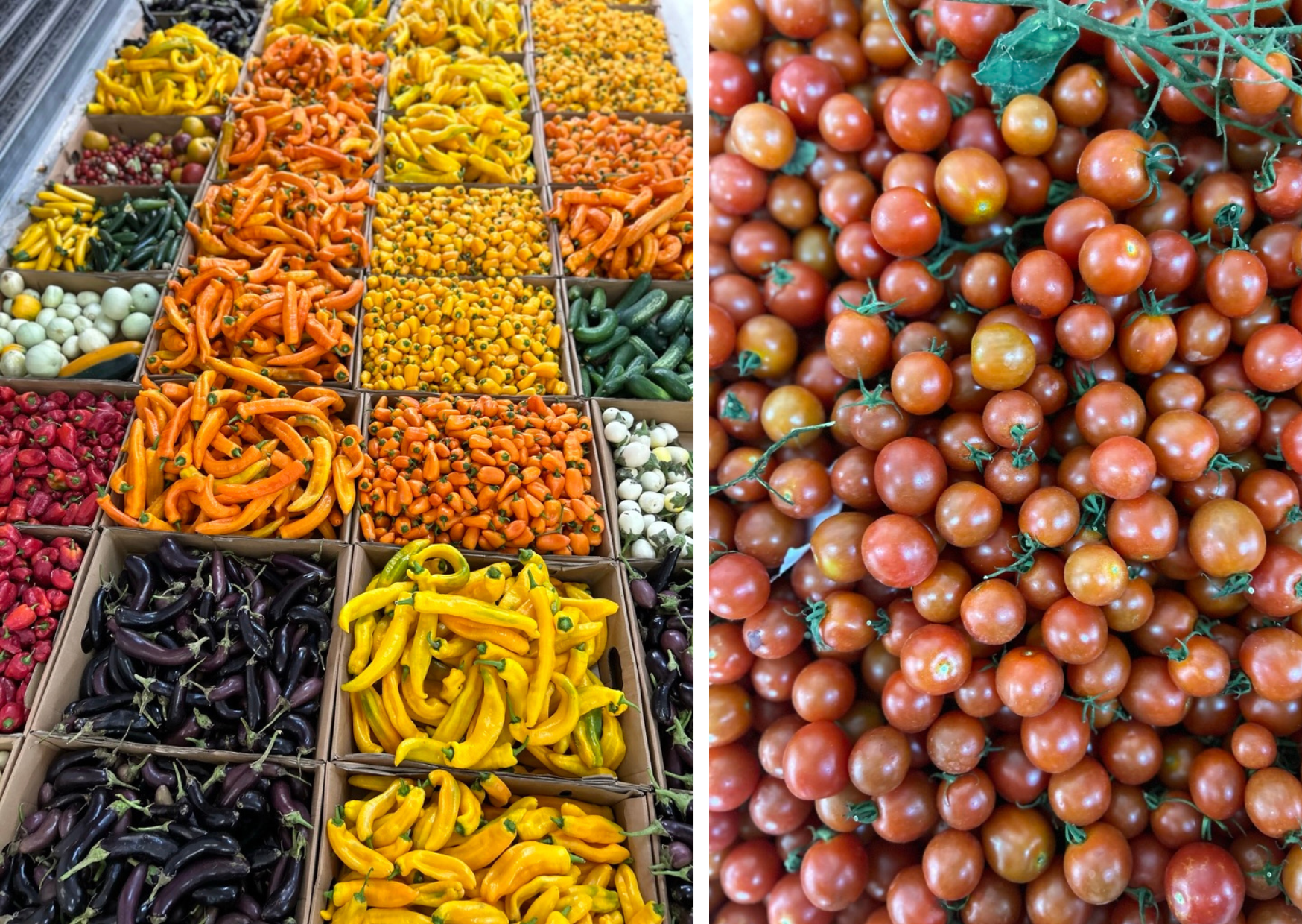 Growing 120 crops in a high-tech oasis on the Cairo Alex Desert Road